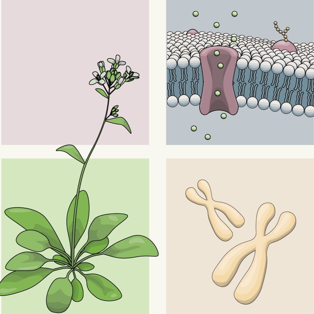 Workshop March 13th: Visual science communication - Photosyntech